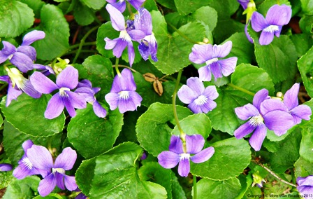 ‘Spring had come once more…’ | More than Reading Blog